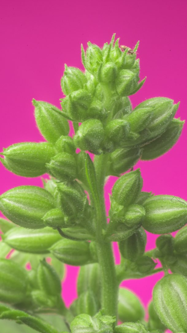 ¿Cómo saber si mi planta es hembra o macho? | Cosechalibre