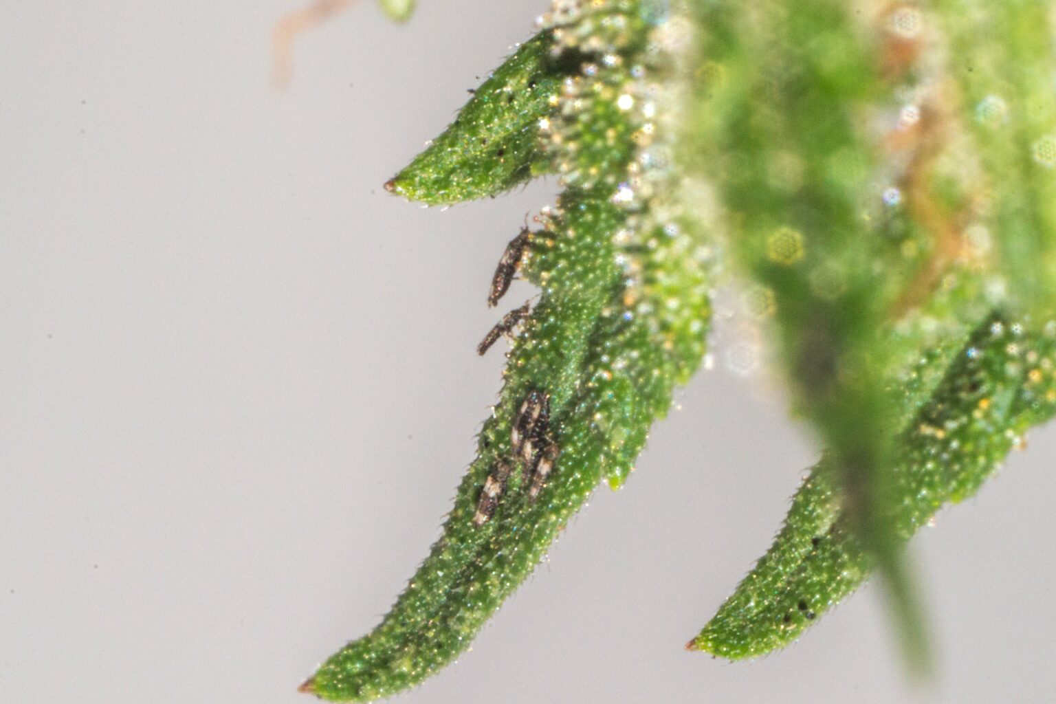 ¿Cómo eliminar los pulgones de las plantas de marihuana? | Cosechalibre