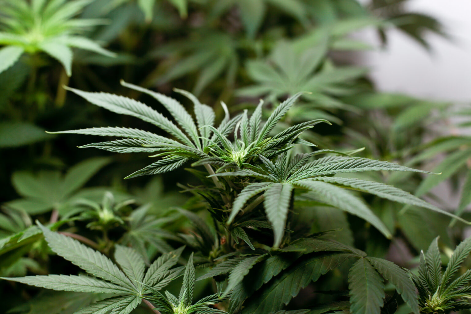 ¿Cuánto tarda el cuerpo en eliminar la marihuana? | Cosechalibre