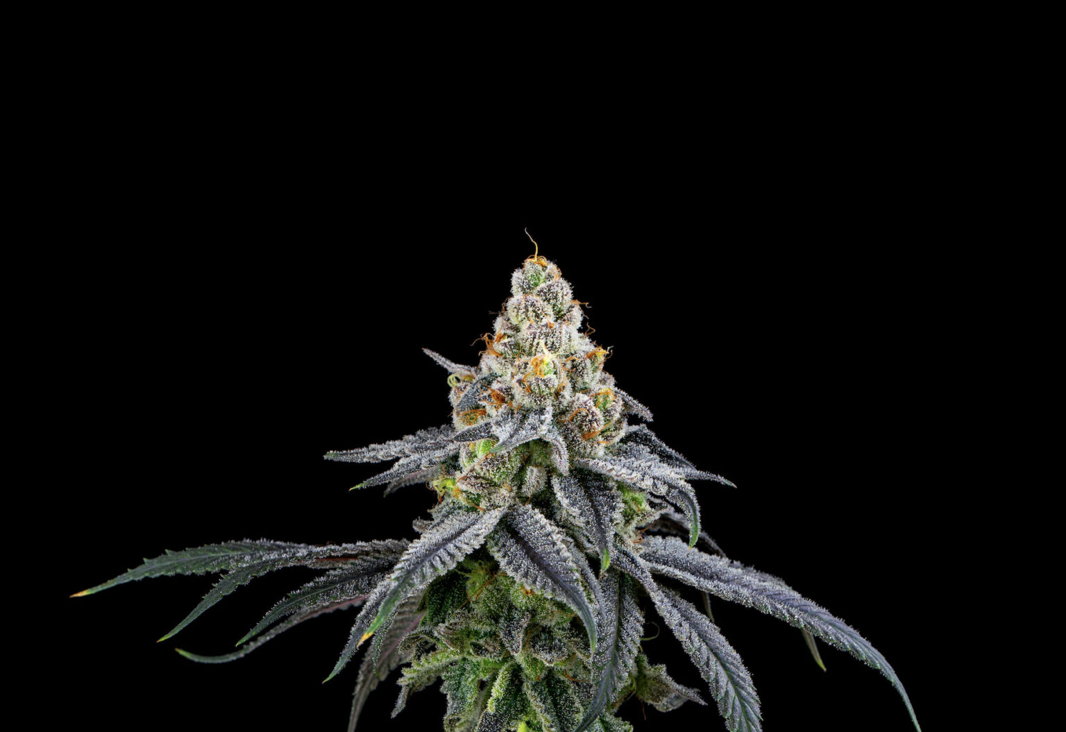 REPROCANN: Las 9 dudas mas frecuentes | Cosechalibre