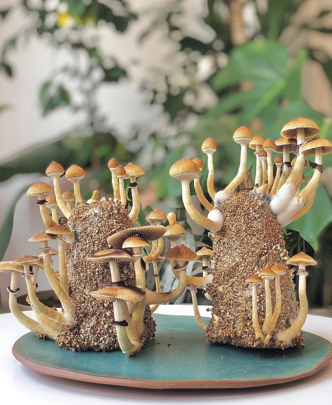 Esporas de Hongos: Una Introducción al Cultivo de Setas Psicodélicas ...