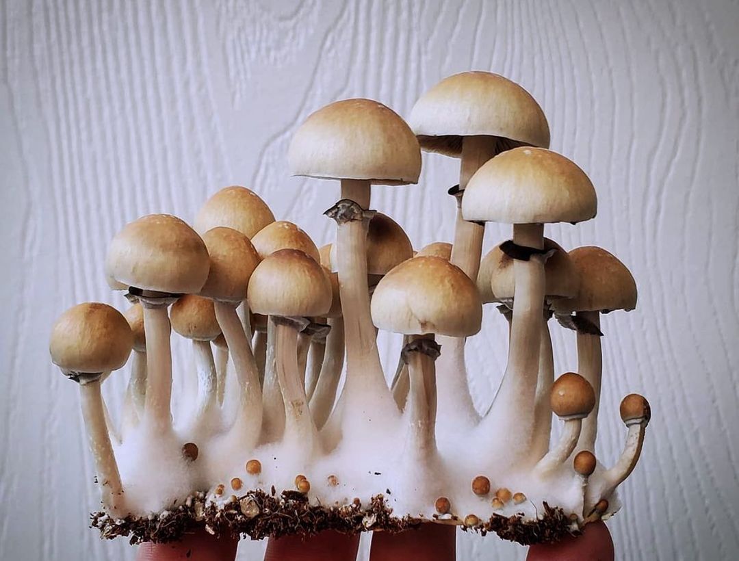 ¿Cuál es la función del micelio en los hongos? | Cosechalibre