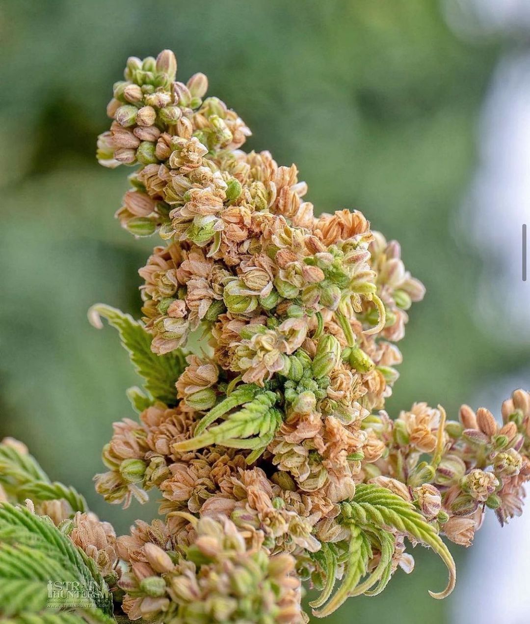 Diferentes usos para una planta macho | Cosechalibre