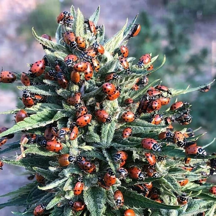 Insectos que benefician los cultivos - Cosechalibre