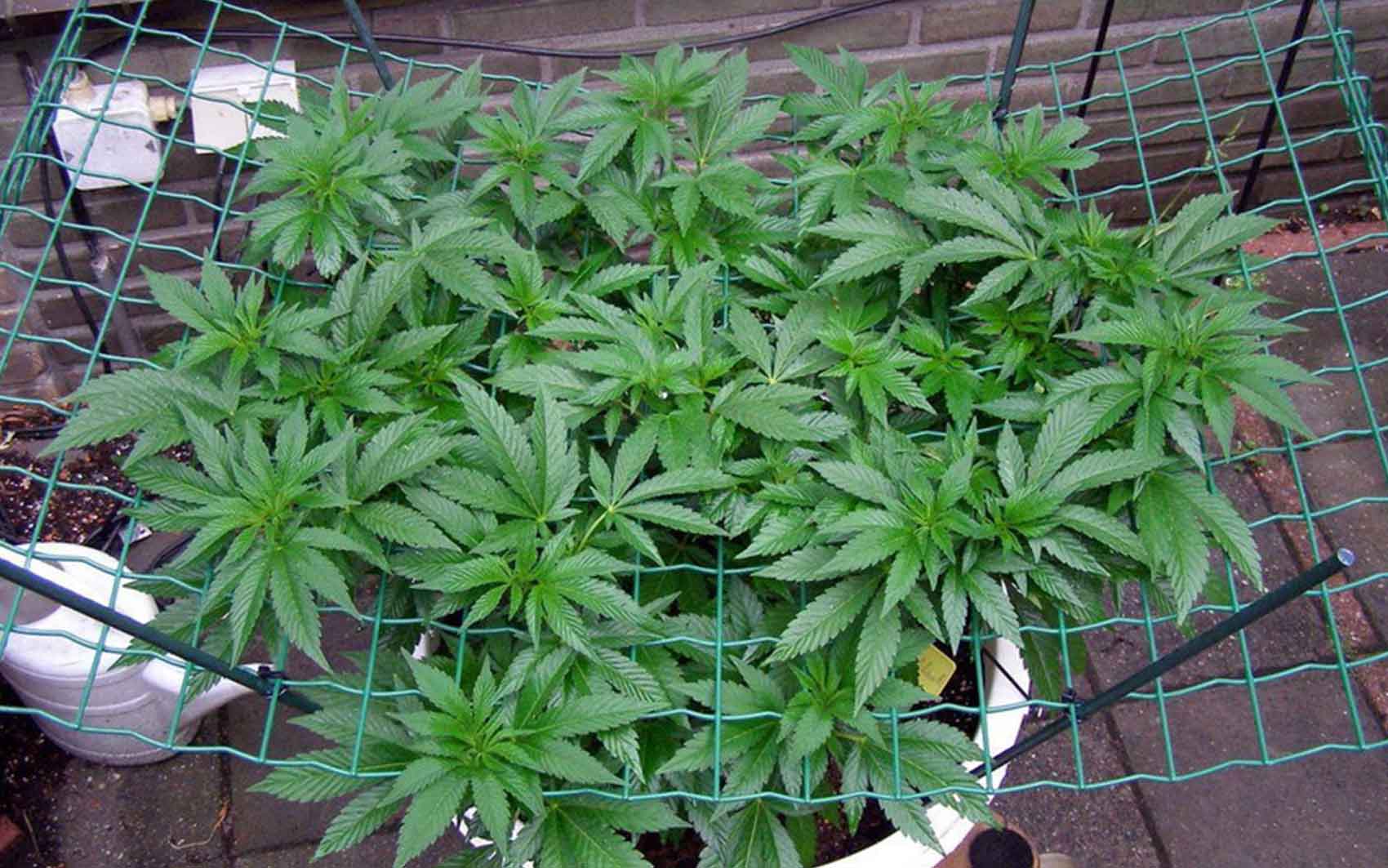 ¿En qué casos es bueno usar una red SCROG para cultivo? | Cosechalibre