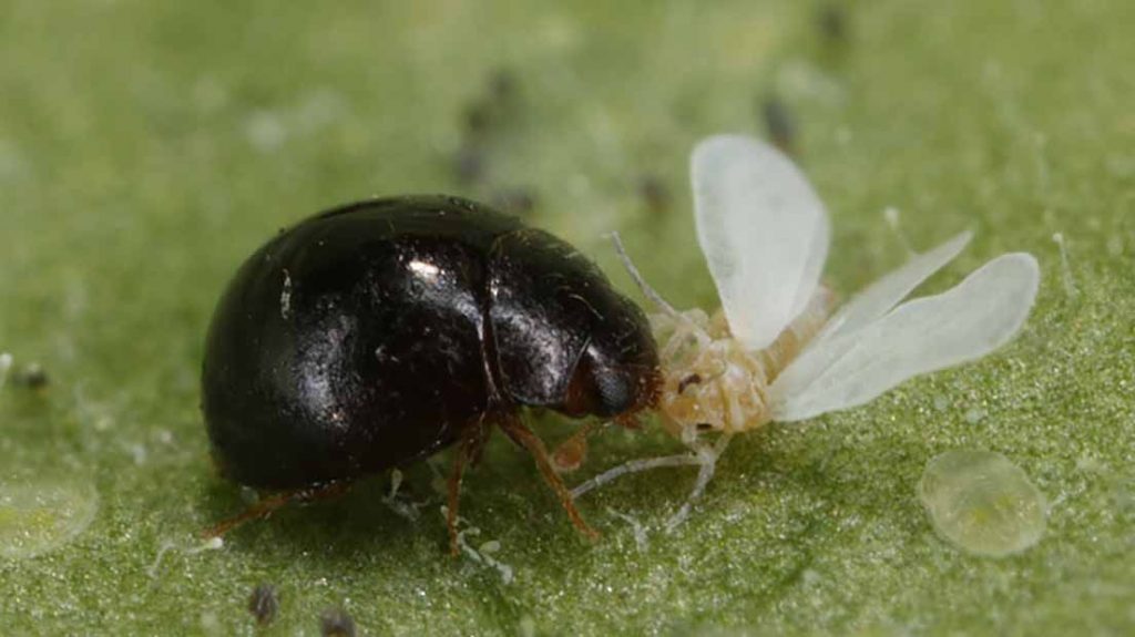 Insectos que benefician los cultivos | Cosechalibre